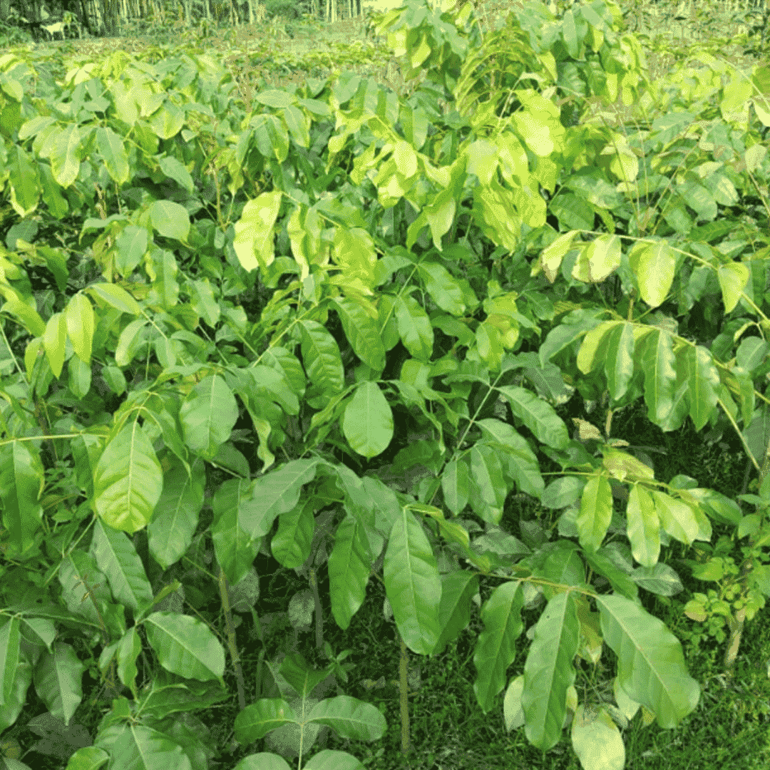 আফ্রিকান মেহগনি (লম্বু জাতীয়) গাছের চারা