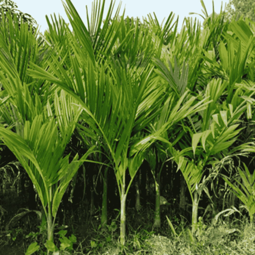সুপারি গাছের চারা | Betel Nut Seedlings
